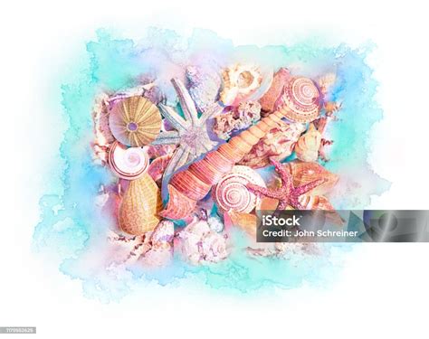 Ilustración De Conchas Y Más Vectores Libres De Derechos De Acuarela En