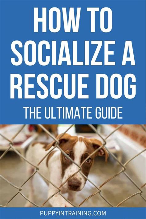 How To Socialize A Rescue Dog The Ultimate Guide