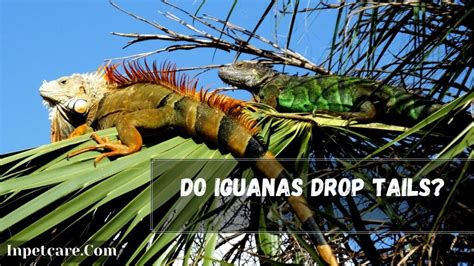 Can Iguanas Drop Their Tails And Does Its Tail Regrow