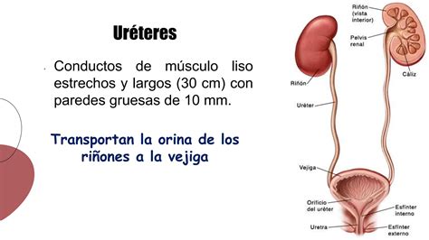Anatomia Del Aparato Urinario Riñones Ureteres Vejiga Y Uretra Pptx