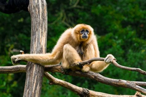 How Gibbon Skulls Could Help Us Understand The Social Lives Of Our