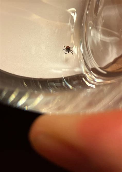 What Is This Bug R Whatisthis