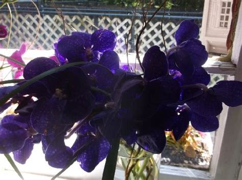 Amazing Deep Purple Orchid Theeasygarden Easy Fun And Fulfilling