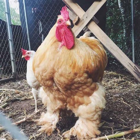 What Are The Chickens With Feathers On Their Feet At Donald Frame Blog