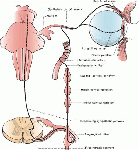 Ciliospinal Reflex Pathway