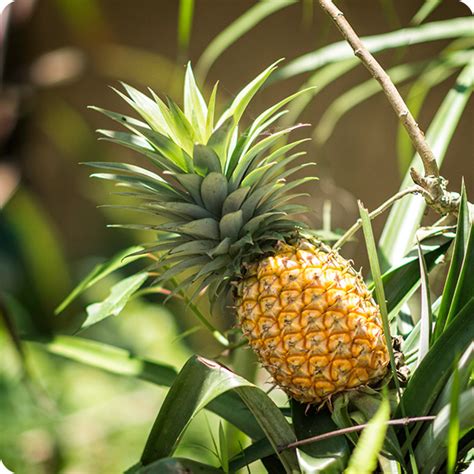 Khóm Dr Xanh Chăm Cây Khỏe Giữ đất Lành