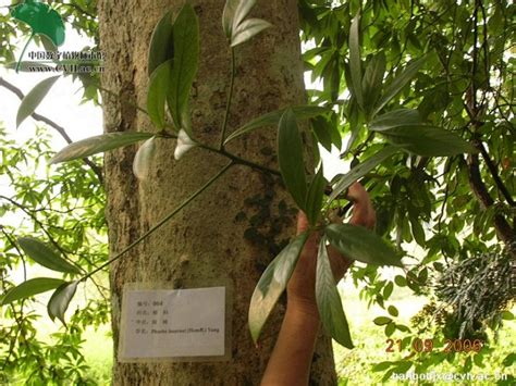 Phoebe Bournei 闽楠