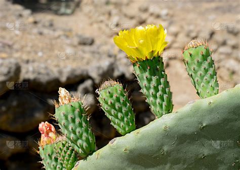 刺梨的朋克观点