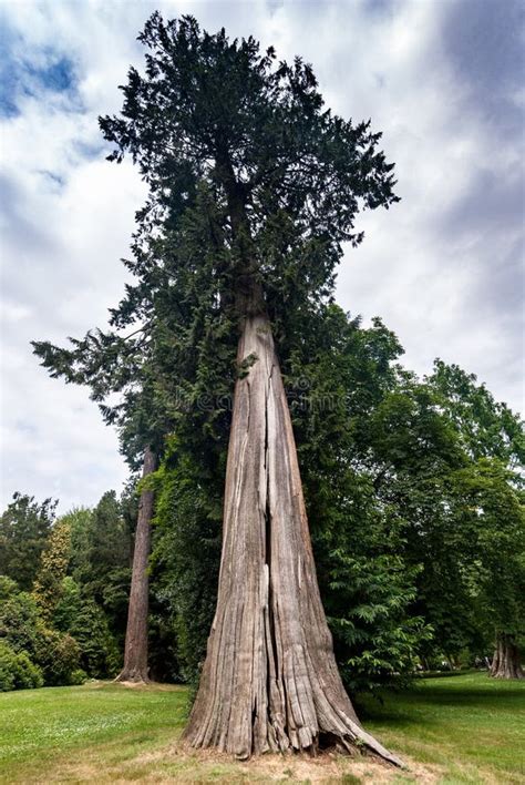 Massive Tree In Stanley Park Vancouver Bc Stock Image Image Of