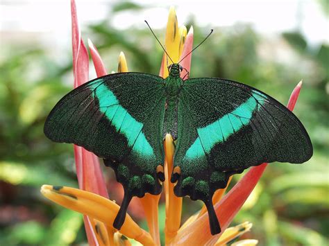 Types Of Colorful Butterflies
