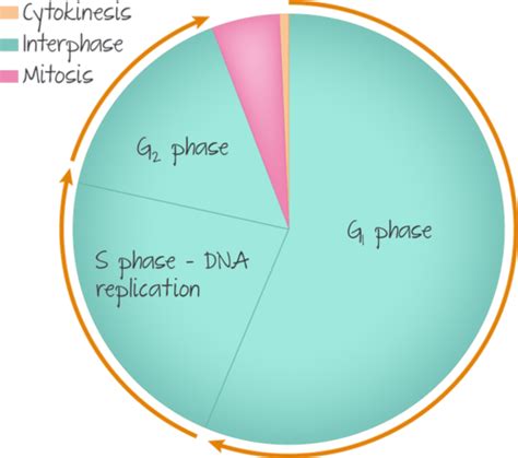 Bio Exam Grade 11 Unit 1 Genetics Flashcards Quizlet