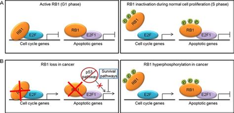 Rb1 Dual Role In Proliferation And Apoptosis Cell Fate Control And