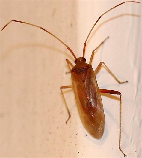 Tomato Bug Creontiades Bugguidenet