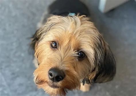 27 Cute Yorkshire Terrier Mixes The Best Yorkie Hybrids