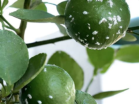 Cochenille Farineuse Profert