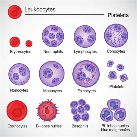 Educational Diagram Provides A Visual Overview Of Leukocytes Stock
