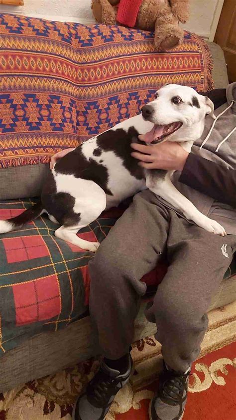 Dottie 7 Year Old Female Cross Breed Available For Adoption