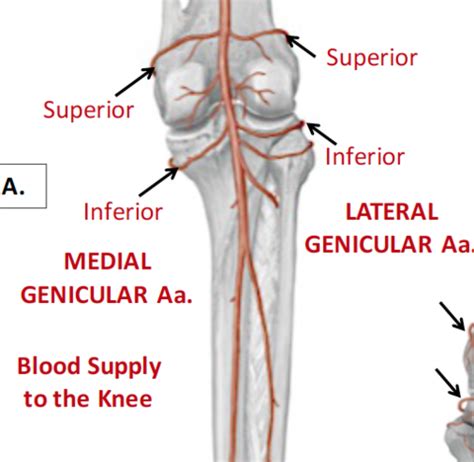 Anat 315 The Leg And Foot Flashcards Quizlet