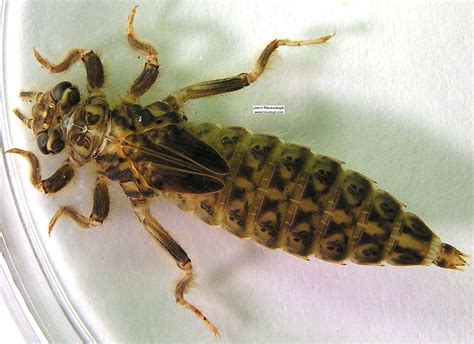 Anglers Illustrated Encyclopedia Of Aquatic Entomology