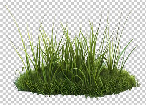 Grass Garden Fresh Green Grass Patch Illustration Png Clipart Botanical Element Field