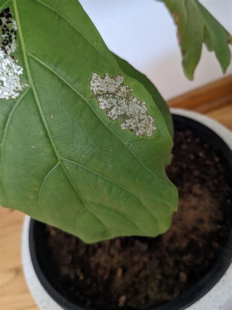 Pest Identification Help R Gardeningaustralia