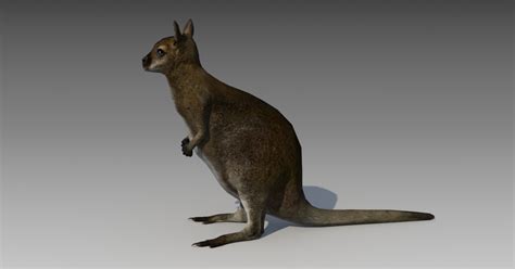 Wallaby Characters Unity Asset Store