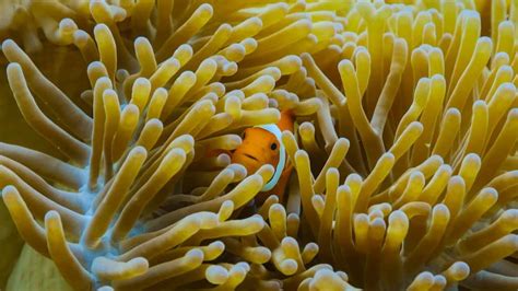 The Real Finding Nemo Coming Soon To National Geographic And Disney