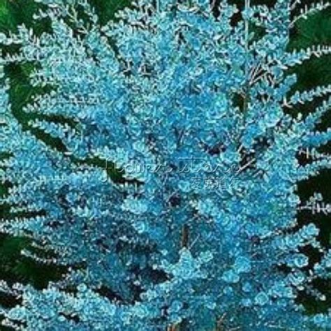 Download Eucalyptus Purple Patch Free Software Internetri