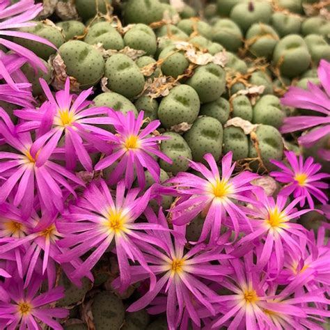 Conophytum Minutum 14308 Mesa Garden