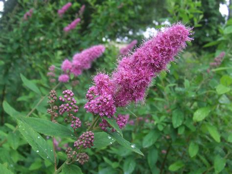 Scottish Invasives Spiraea