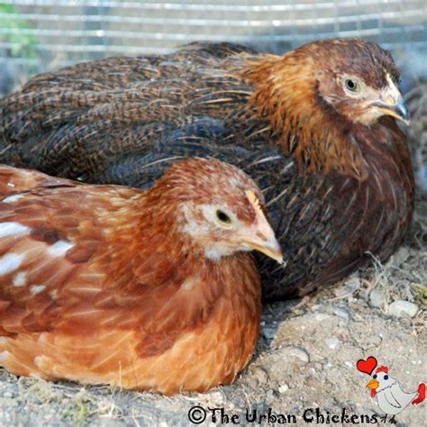 12 Best Welsummer Chicken Images On Pinterest Urban Chickens The