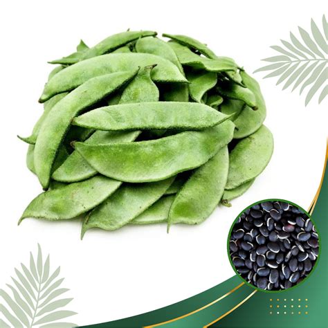 Avari Seeds செடி அவரை Vgr Gardens