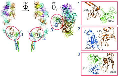 Ribbon Structure Of The Igm Bcr Cryo Em Reconstruction Of The Igm Bcr