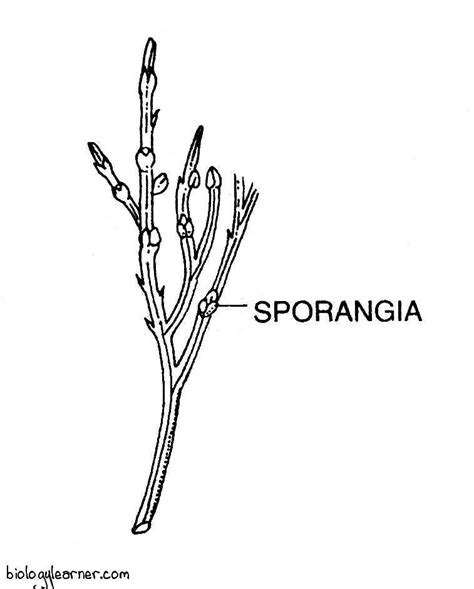 Psilotum Slide