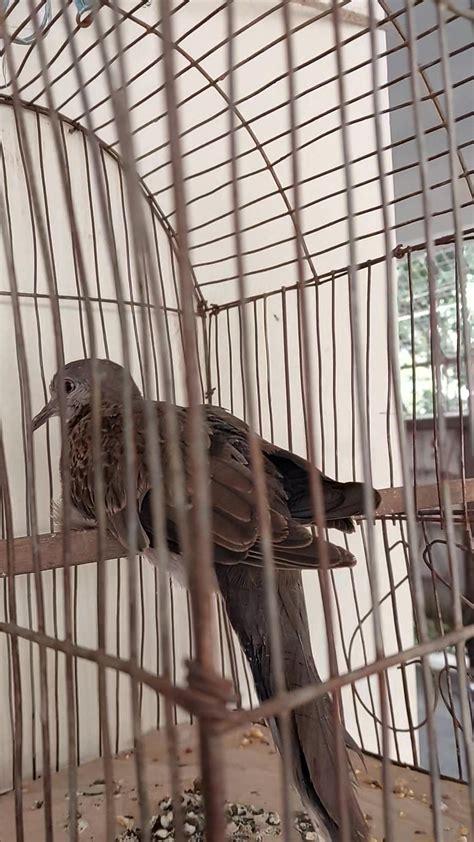 𝐌𝐃 𝐓𝐀𝐉𝐔𝐃𝐃𝐈𝐍