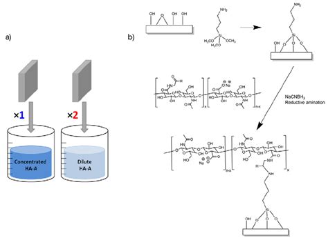 Illustration Of Method 1 And Method 2 The Ha A Polymers Ha Modified