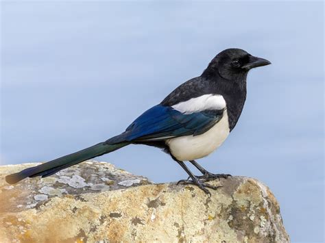 Eurasian Magpie Pica Pica Birds Of The World