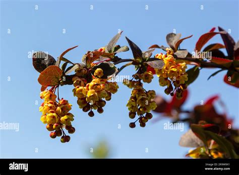 Berberis Thunbergii Japanese Barberry Ornamental Flowering Shrub Group Of Beautiful Small
