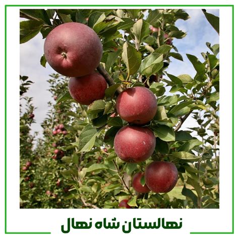 نهال سیب میراکل قیمت باورنکردنی 1405 خرداد