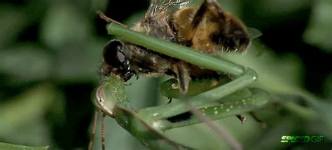 A Mantis Eating A Fly Alive  On Imgur