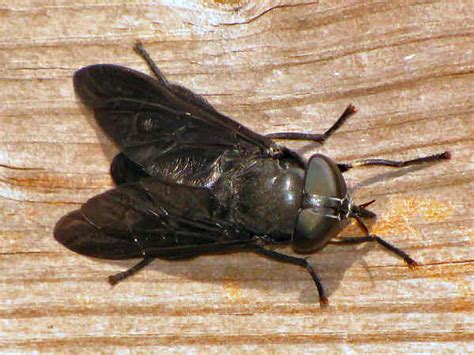 Types Of Flies Pictures And Fly Identification Help Green Nature