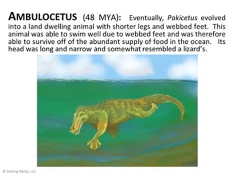 Evolution Whale Evolution Case Study Homologous Structures Embryology