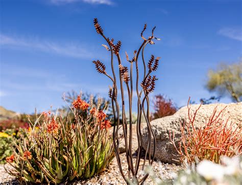 Ocotillo Metal Landscape Art Desert Steel