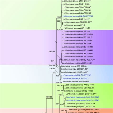 Phylogram Generated From The Maximum Likelihood Ra×ml Analysis Based Download Scientific