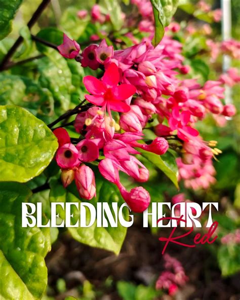 Santhi Plant Biotech And Clonal Nursery Pvt Ltd On Linkedin Gardening