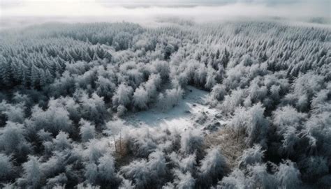 Page 4 Winter Forest Ariel View Images Free Download On Freepik