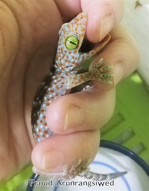 Thai Tokay Gecko Bite The Sw Eden สว อิเฎล Flickr