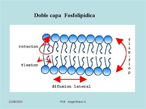 La Clula Teora Celular Historia 1665 Robert Hooke