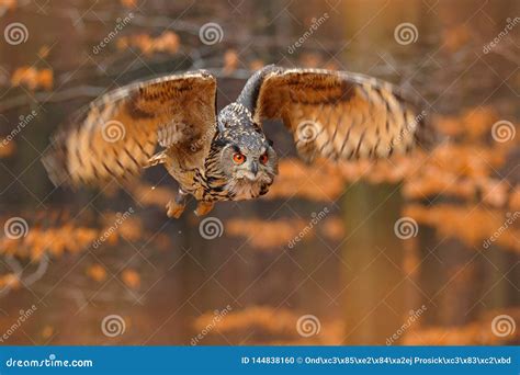 Eurasian Eagle Owl Bubo Bubo With Open Wings In Flight Forest