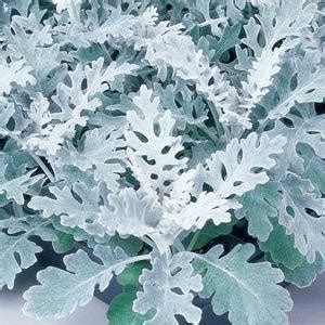 Dusty Miller Maritima Silverdust Macro Importaciones